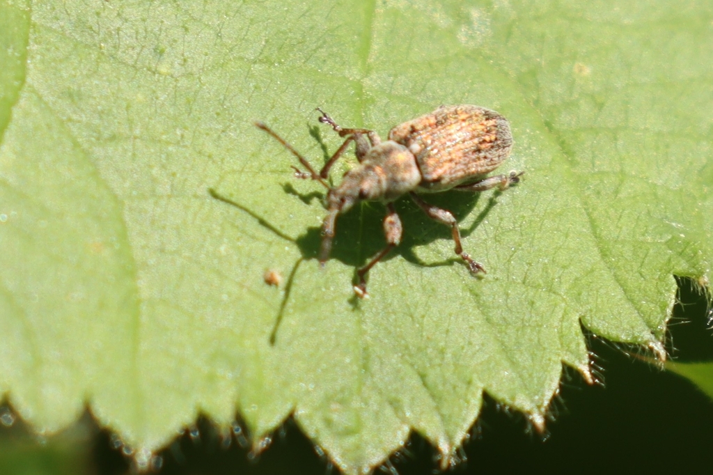 Common Leaf Weevil from Southall UB2 4NE, UK on May 19, 2024 at 10:15 ...