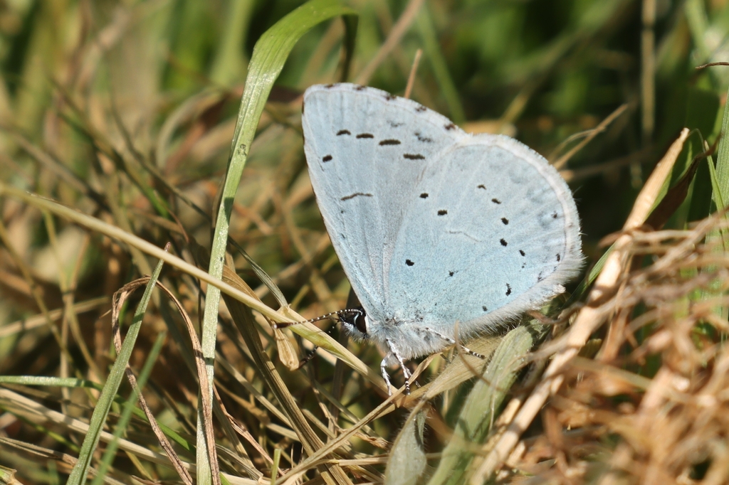 Holly Blue from Southall UB2 4NE, UK on May 19, 2024 at 10:11 AM by ...