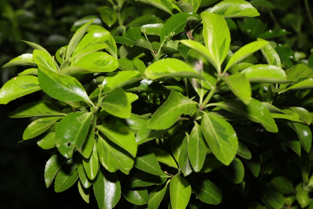 Japanese spindle tree from Rabbit Wood, Oak Road, Roby, Liverpool ...