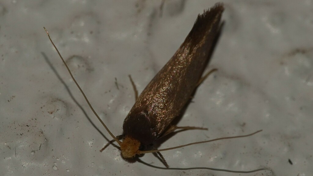 Edosa varians from Nido, Blue River Valley, Bhose - Mahabaleshwar Rd ...