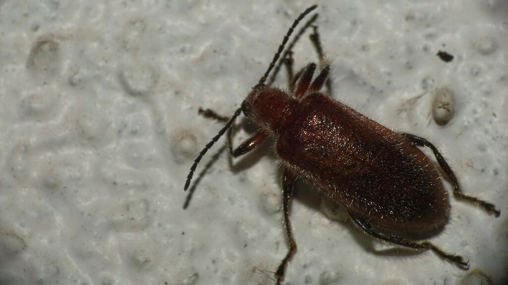 Cerogria from Nido, Blue River Valley, Bhose - Mahabaleshwar Rd, near ...