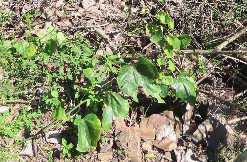 Big-Leaf Vine from Clumber QLD 4309, Australia on May 18, 2024 at 10:54 ...