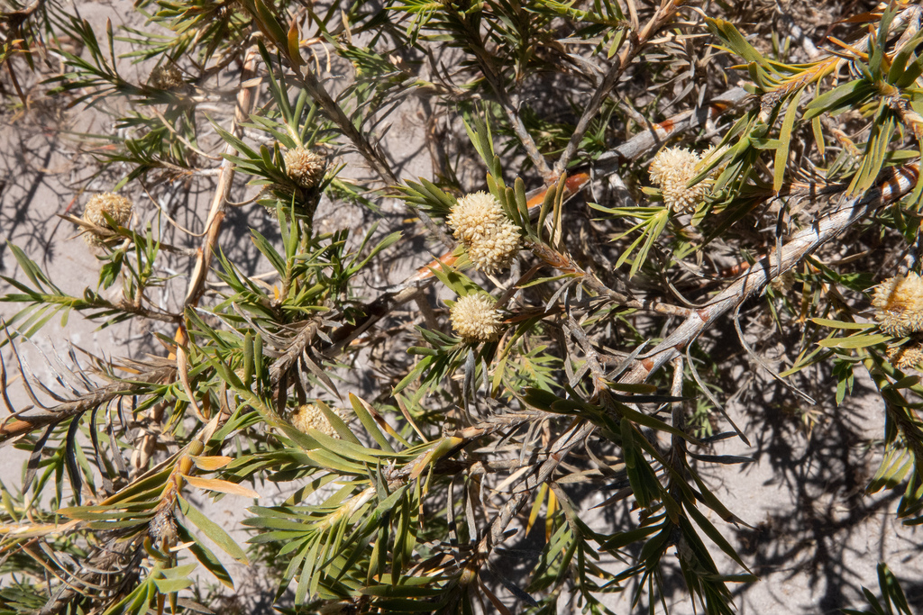 prickle lily from Rottnest Island WA 6161, Australia on November 7 ...