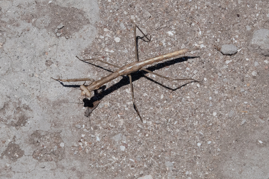 Mallee Grass Mantis from Rottnest Island WA 6161, Australia on November ...