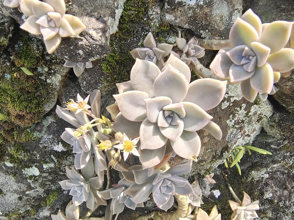 Ghost-plant from Yichun, CN-JX, CN on May 16, 2024 at 02:10 PM by ...