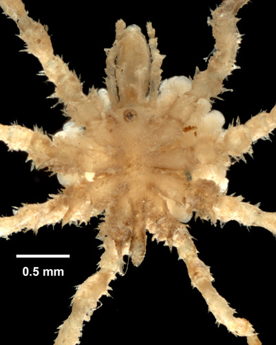 Achelia spinosa · iNaturalist
