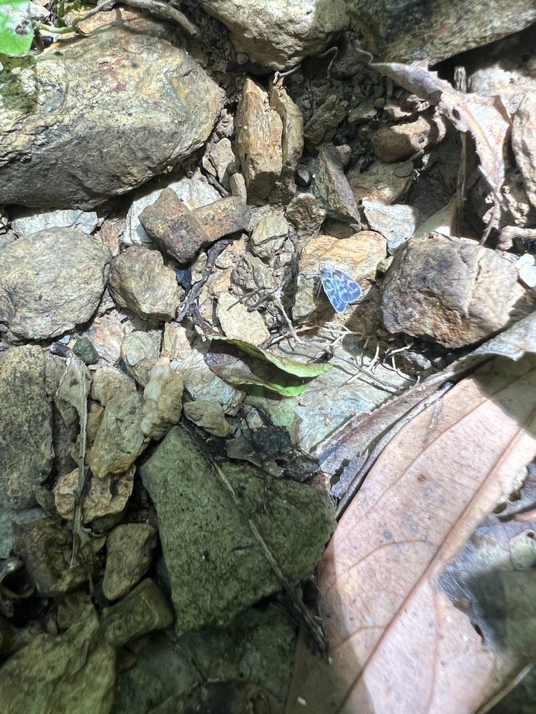 Borysthenes from Yambaru National Park, Higashi, Okinawa, JP on May 19 ...