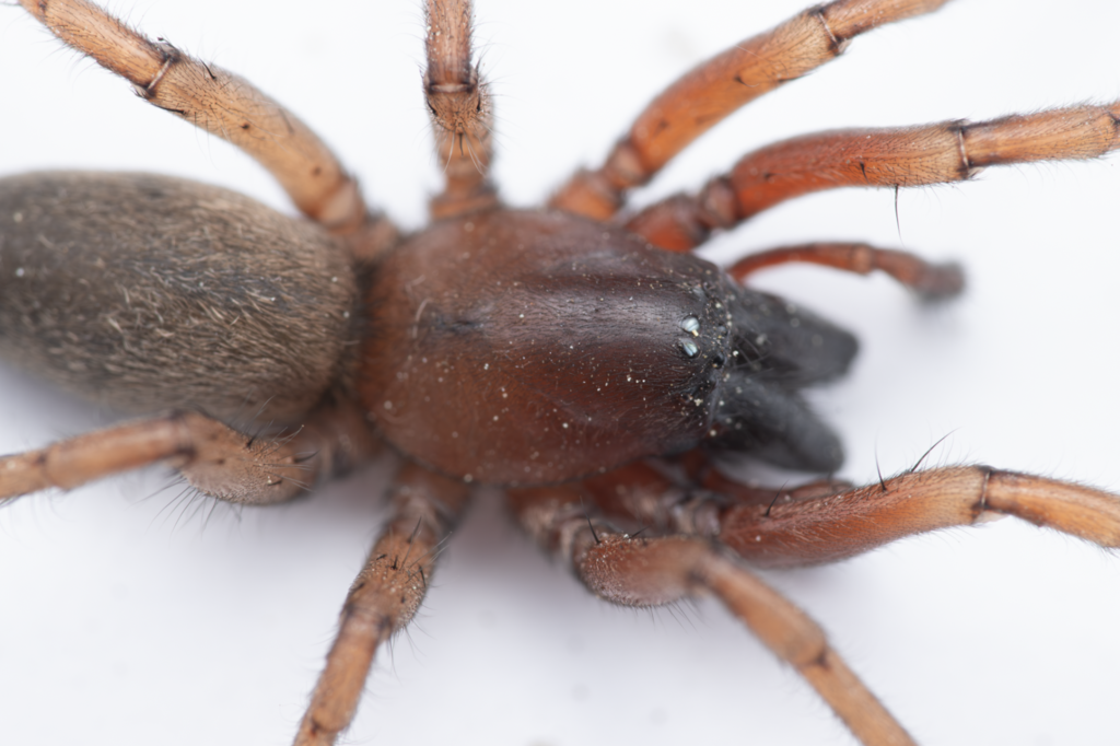 Common Ground-spider from Oxshott, UK on May 17, 2024 at 12:50 PM by ...