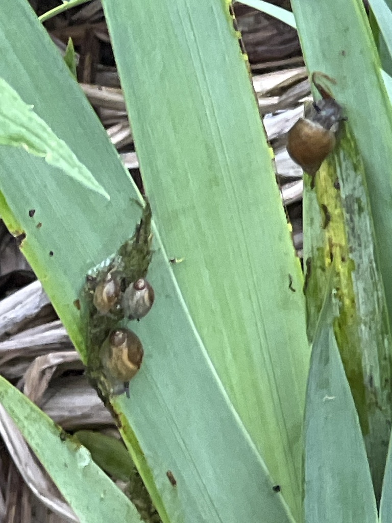 Amber Snails from Eddies Pl, Windsor, VT, US on May 19, 2024 at 08:10 ...