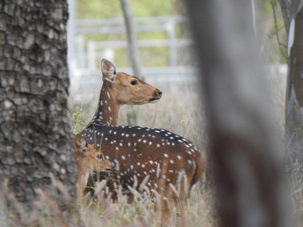 Chital in May 2024 by Allan Lugg · iNaturalist