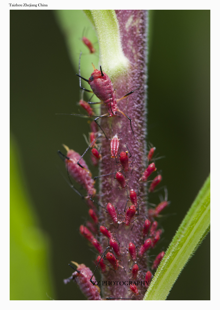 red goldenrod aphid from Taizhou, Zhejiang, China on May 19, 2024 at 04 ...