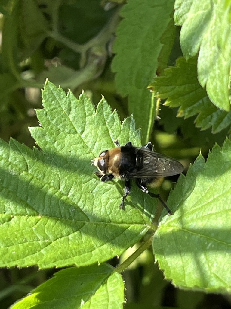 Narcissus Bulb Fly from York Racecourse, York, England, GB on May 19 ...