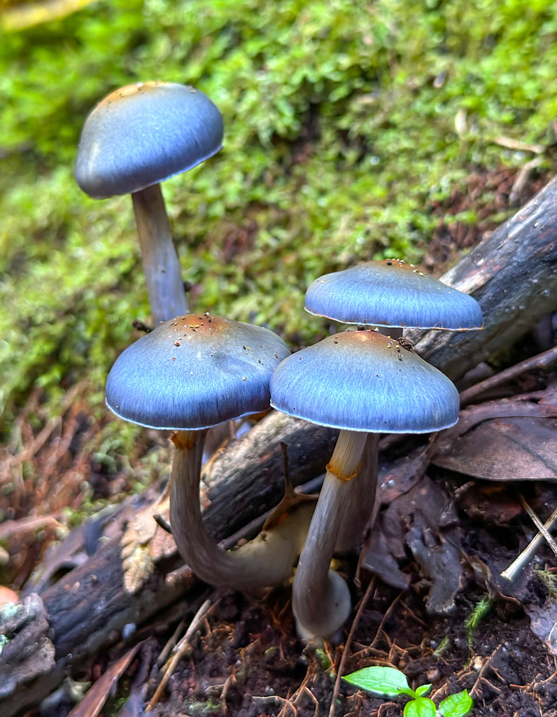 elegant blue webcap from Sydney NSW, Australia on May 19, 2024 at 10:42 ...