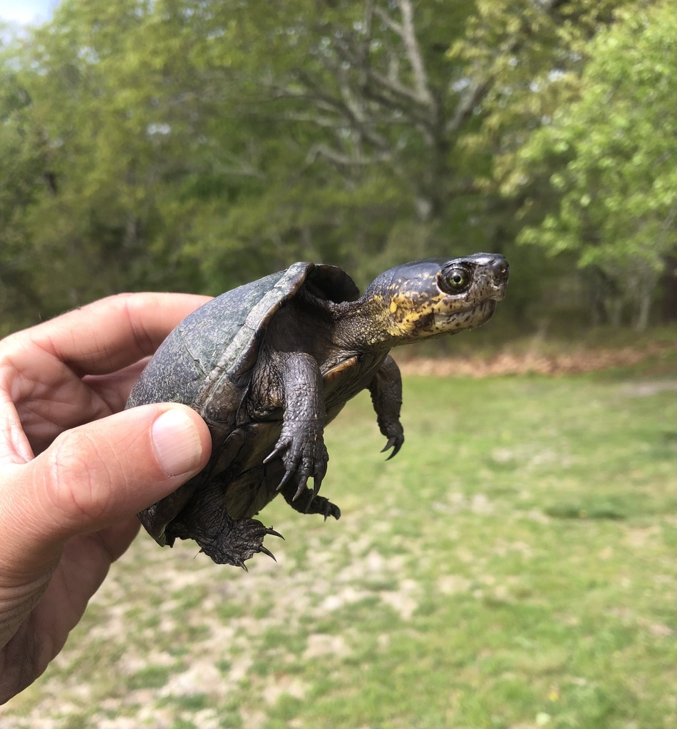 Southeastern Mud Turtle in May 2024 by Vinny Pellegrino · iNaturalist