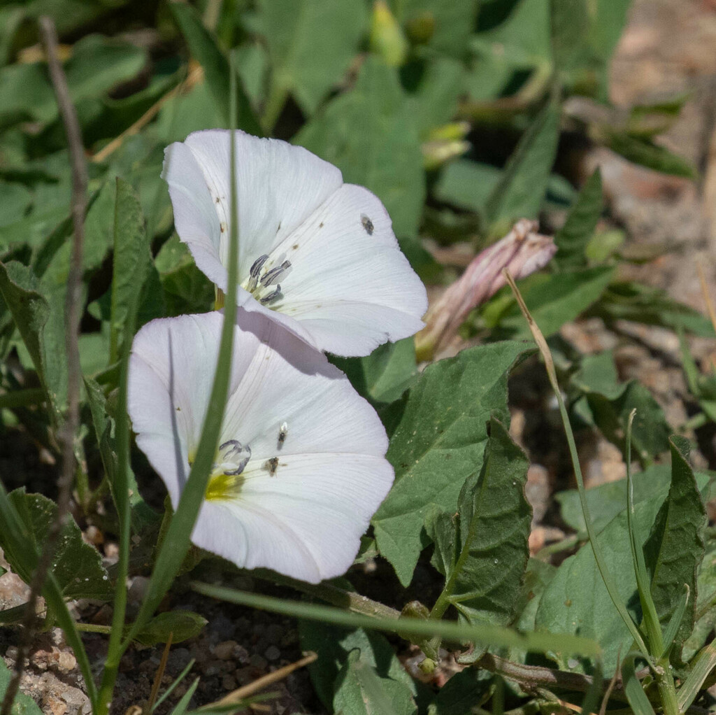 field bindweed from Barton County, KS, USA on May 4, 2024 at 12:05 PM ...