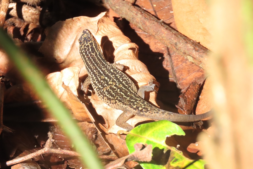 Rough-scaled Sun Skink in May 2024 by Wong Wei Jian · iNaturalist