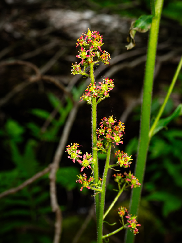 Swamp Saxifrage from Petersham, MA, USA on May 17, 2024 at 01:09 PM by ...