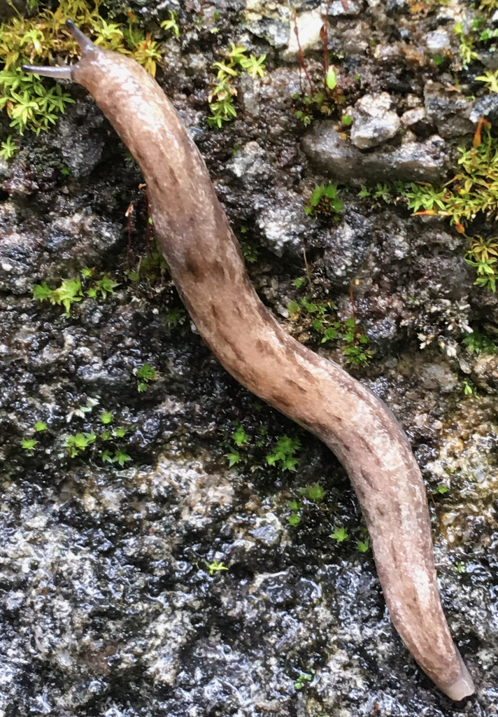 Changeable Mantleslug from New Germany State Park, Garrett County, MD ...