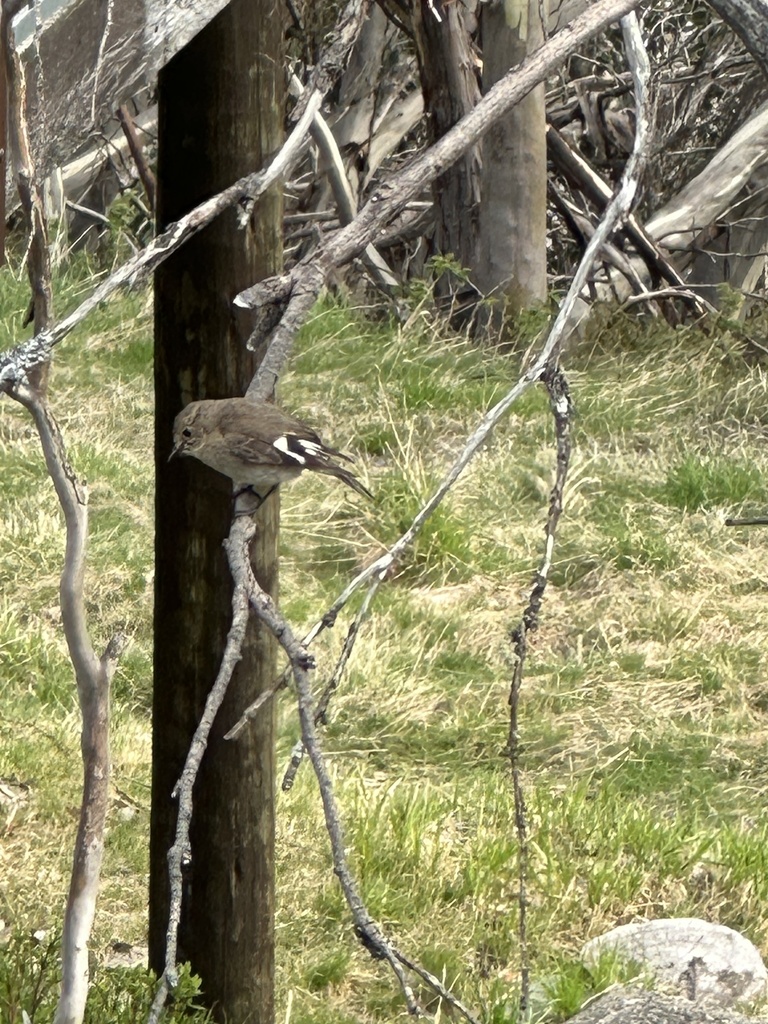 Flame Robin from The Avenue, Mount Buller, VIC, AU on November 5, 2023 ...