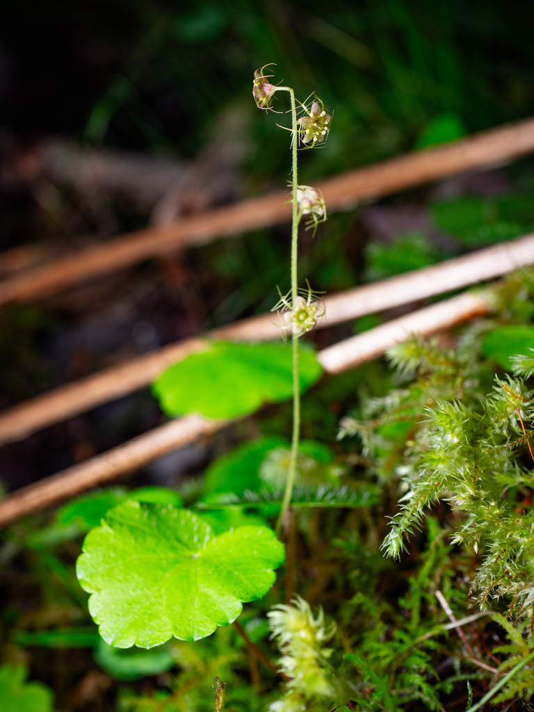 naked bishop's cap from Petersham, MA, USA on May 17, 2024 at 04:33 PM ...