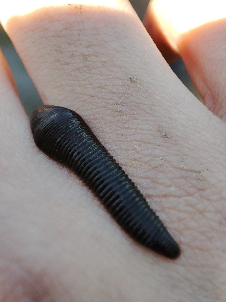 Horse Leech from Северо-Восточный административный округ, Москва ...