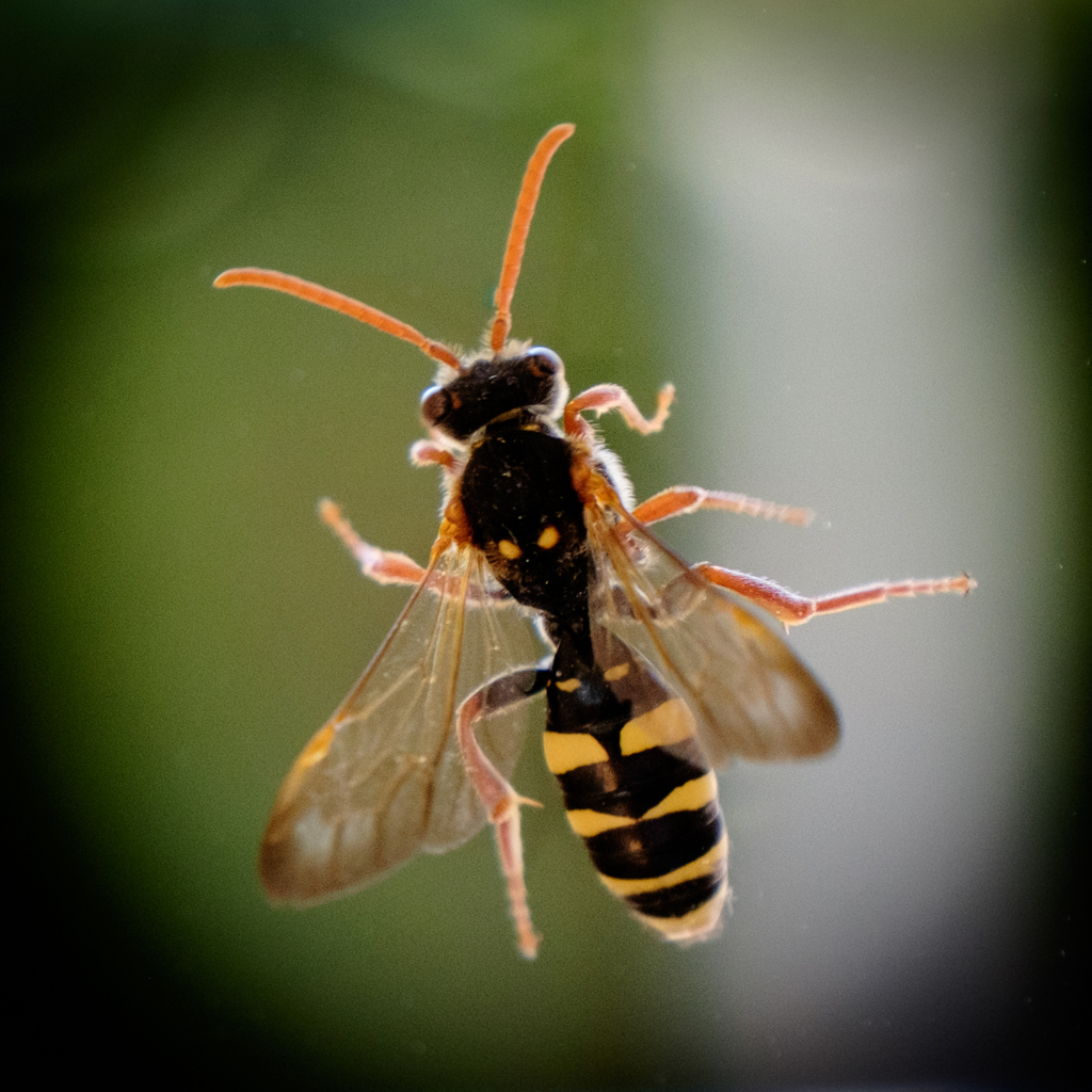 Ants, Bees, Wasps, and Sawflies from Annan DG12, UK on May 19, 2024 at ...
