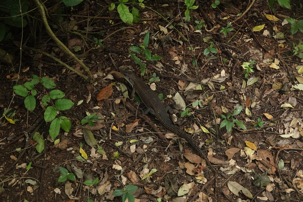 Rough-scaled Plated Lizard from Tanzania on May 13, 2024 by dmblok ...