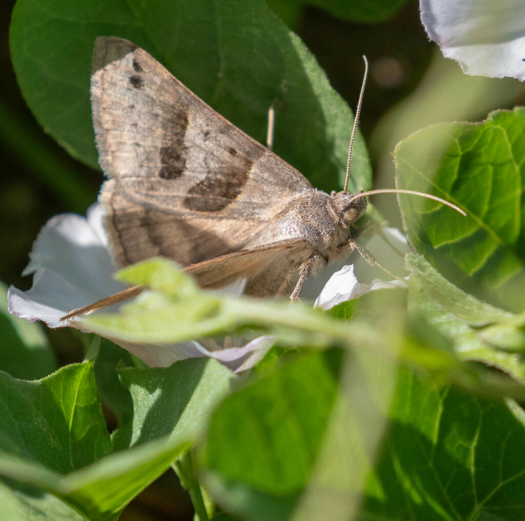 Forage Looper Moth from Barton County, KS, USA on May 4, 2024 at 01:57 ...