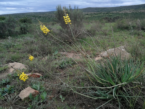 Copaiba (Bulbine asphodeloides) · iNaturalist