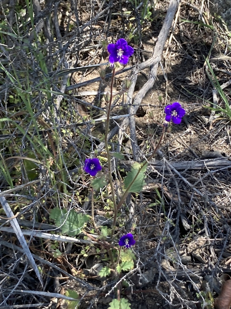 Parry's phacelia from Pacific Crest National Scenic Trail, Campo, CA ...