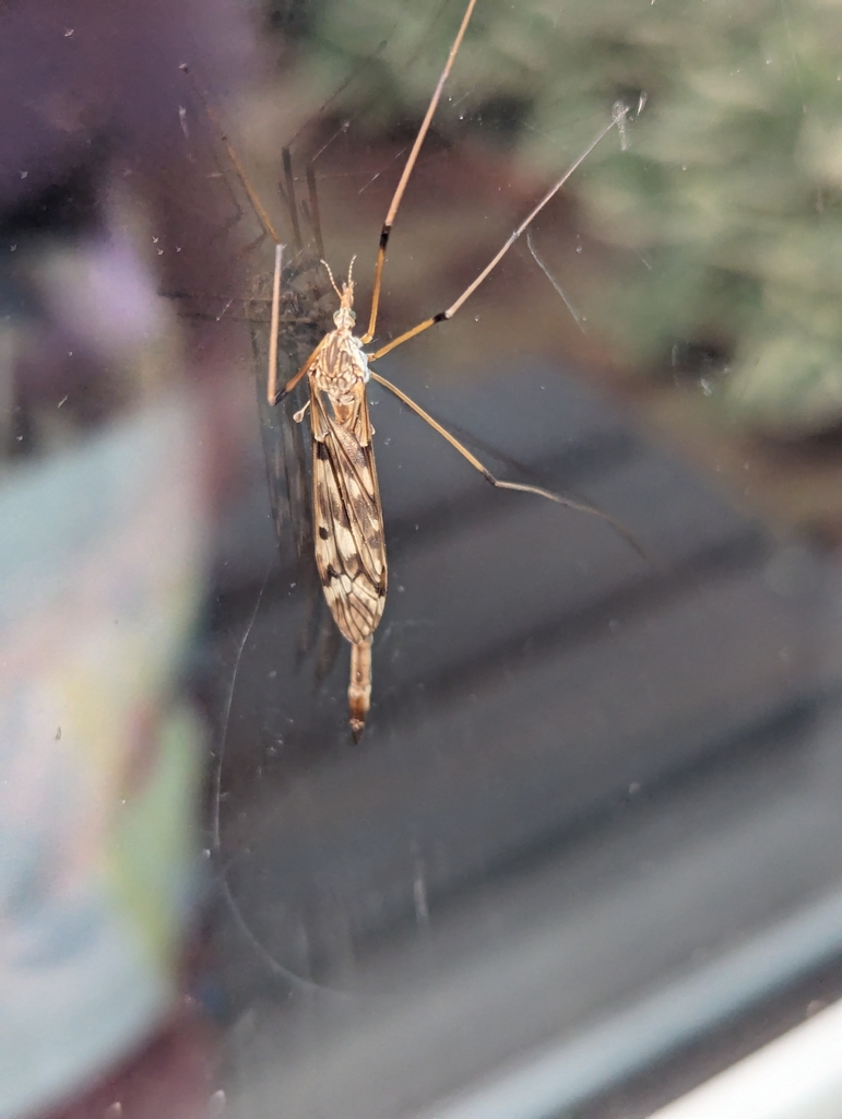 Tipula longiventris from Laurel, DE 19956, USA on May 19, 2024 at 10:15 ...