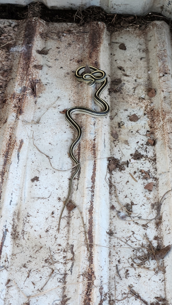 Texas Patch-nosed Snake in May 2024 by crotrox. Willacy Co TX · iNaturalist