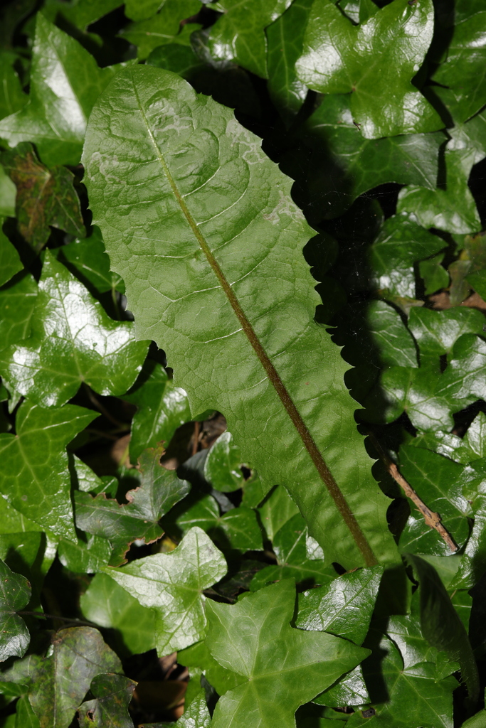 common dandelion from Rabbit Wood, Oak Road, Roby, Liverpool ...