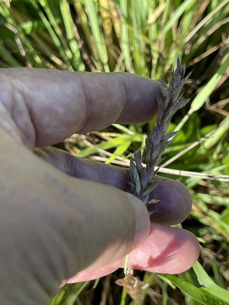 Red Lovegrass from Bay Glen, Houston, TX, US on May 19, 2024 at 09:17 ...