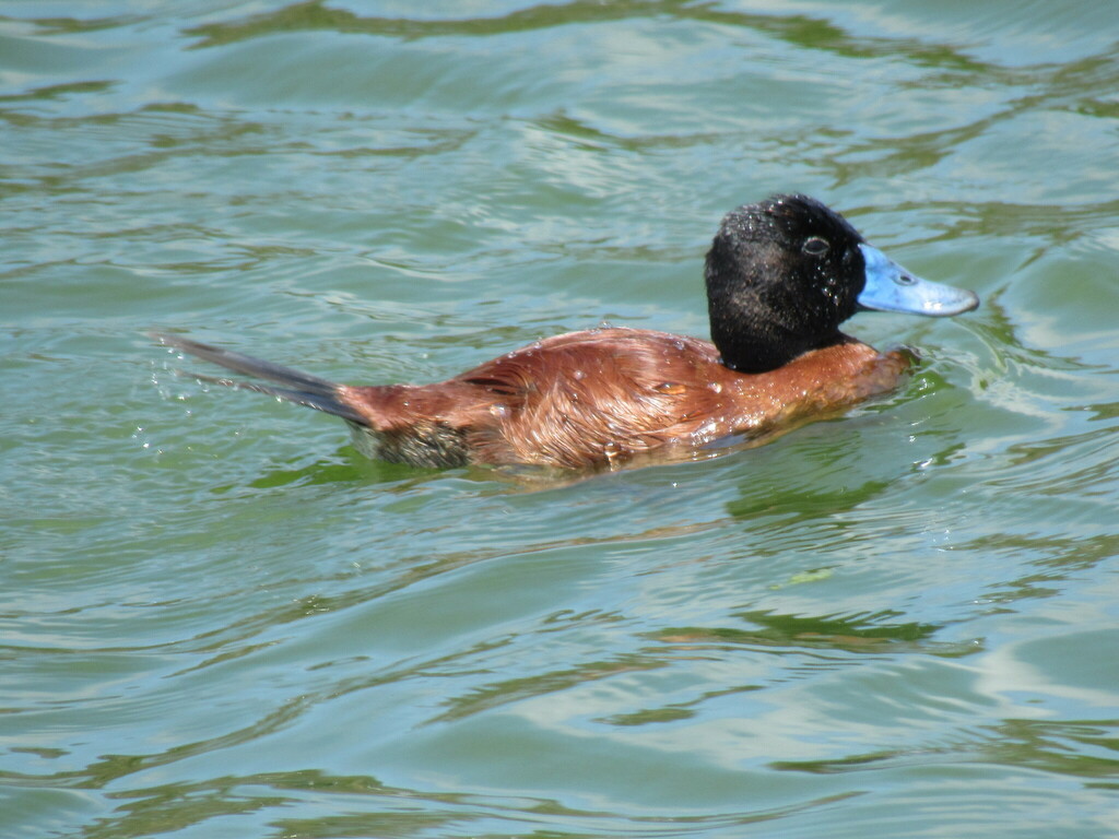 Lake Duck from La Laguna, Zapallar, Valparaíso, Chile on September 20 ...