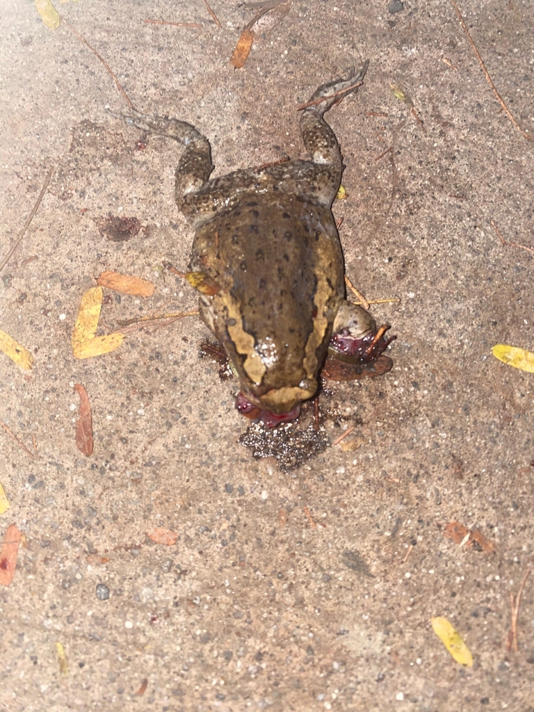 Asian Painted Frog from Putho Tuntungin, San Vicente, Los Baños, Laguna ...
