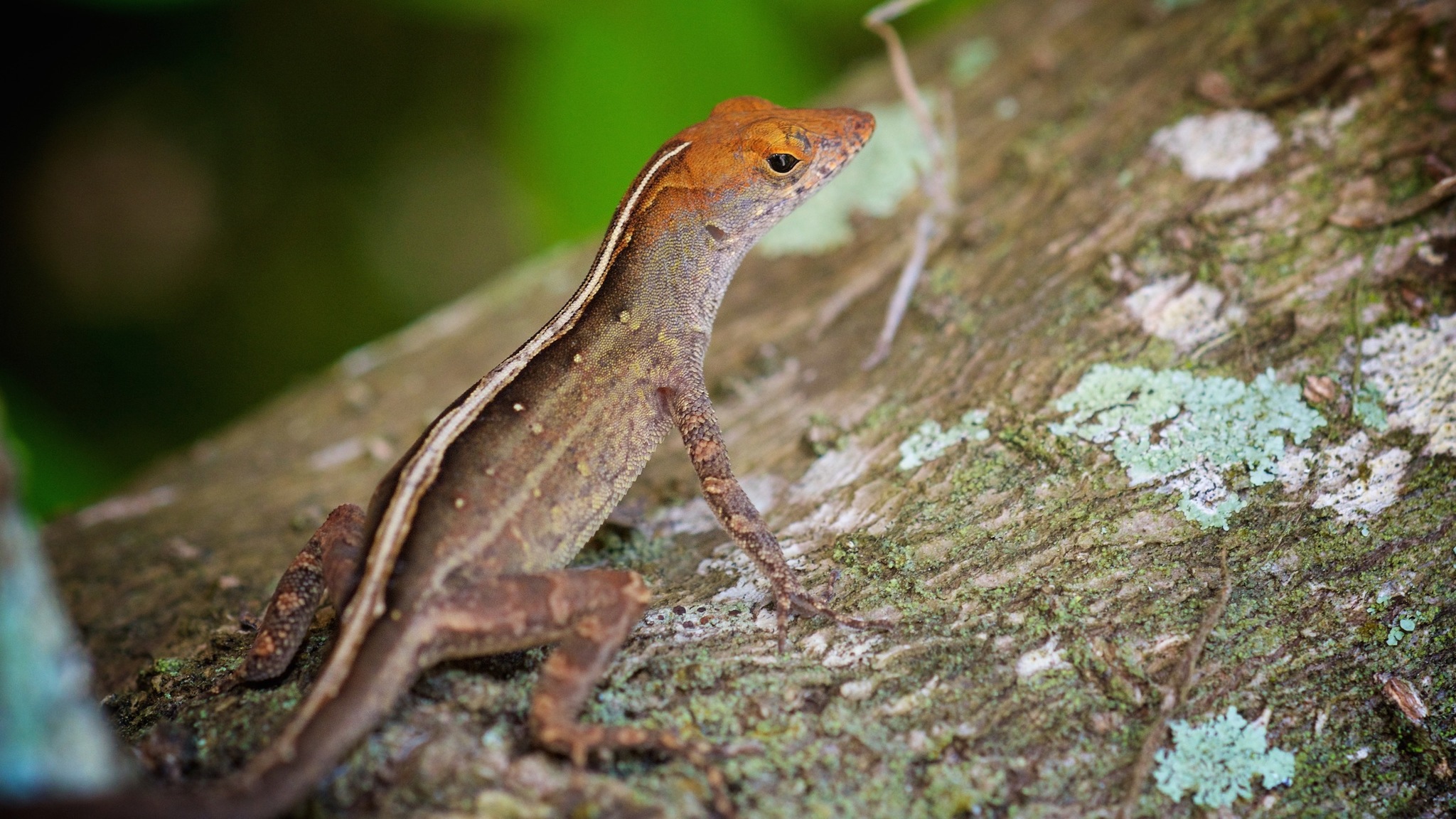 Anolis Sagrei