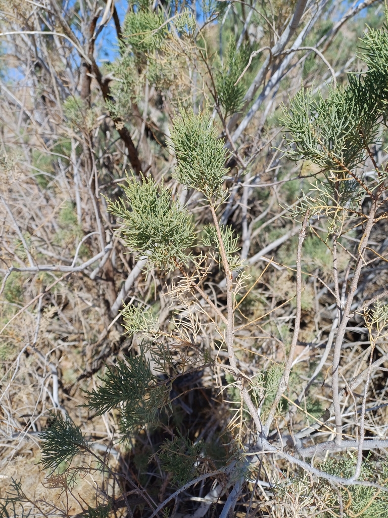 Wild Tamarisk from Karas, NA-KA, NA on May 17, 2024 at 02:23 PM by Paul ...