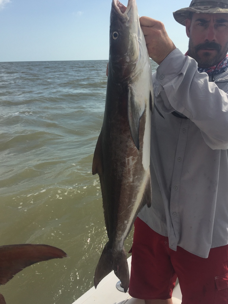 Cobia from Gulf of Mexico, , , on May 5, 2019 at 02:00 PM by Dominic ...