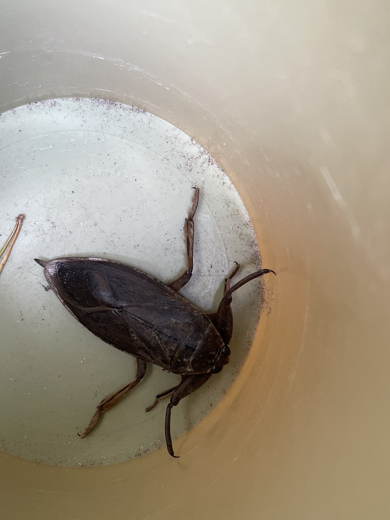 American Giant Water Bug from Sandy Bend, Springwater, ON, CA on May 19 ...