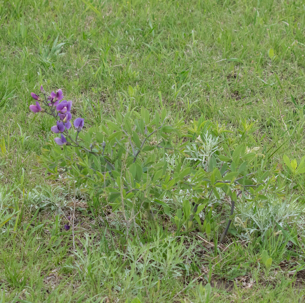tall blue wild indigo from Wabaunsee County, KS, USA on May 05, 2024 at ...