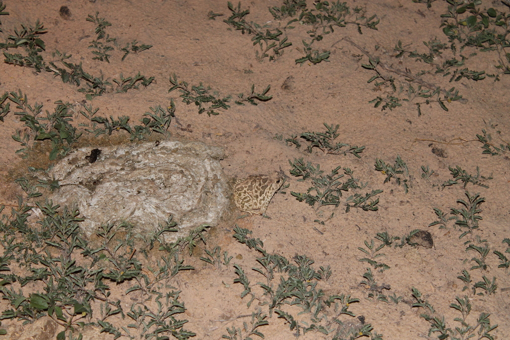 Great Plains Toad in July 2017 by Jesús Manuel Martínez-Calderas ...