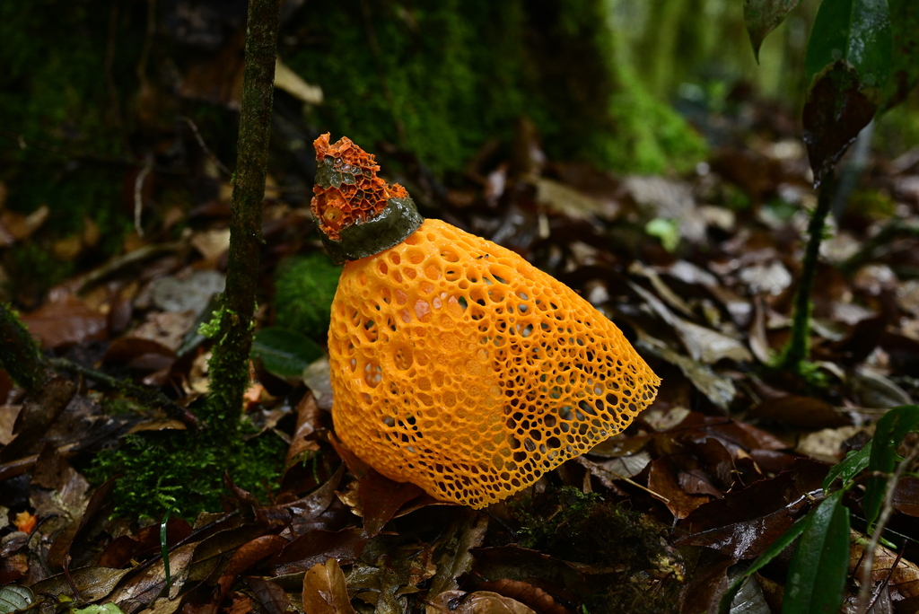 Phallus aureus from 中国铜仁市江口县梵净山 邮政编码: 554409 on May 18, 2024 at 11:36 ...