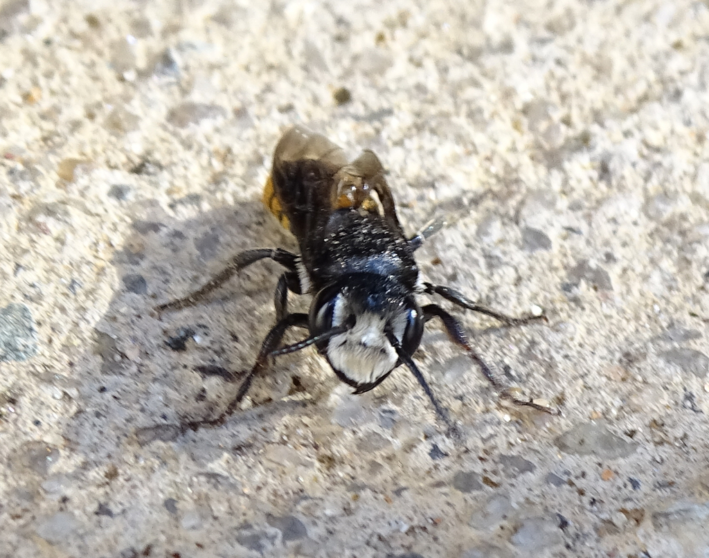 Bees and Apoid Wasps from Klein Windhoek, Windhoek, Namibia on May 3 ...