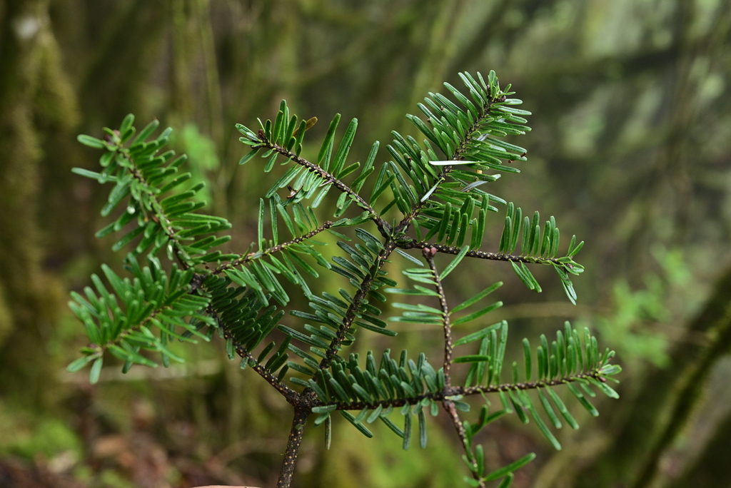 Fanjingshan fir (Abies fanjingshanensis) - Botanical Realm