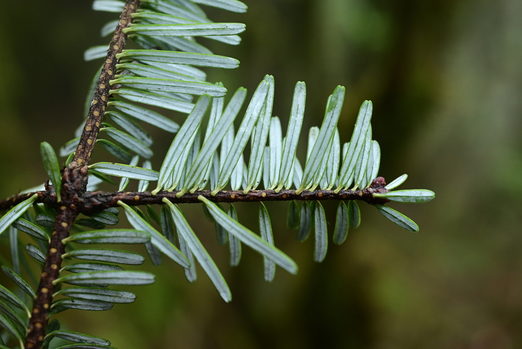 Fanjingshan fir (Abies fanjingshanensis) - Botanical Realm