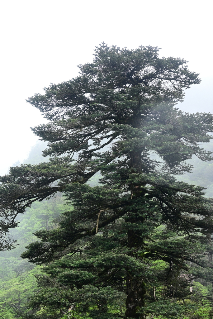 Fanjingshan fir (Abies fanjingshanensis) - Botanical Realm