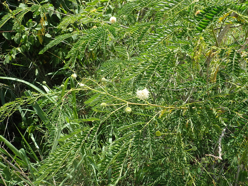 White leadtree from Virgin Islands National Park, St. John, United ...