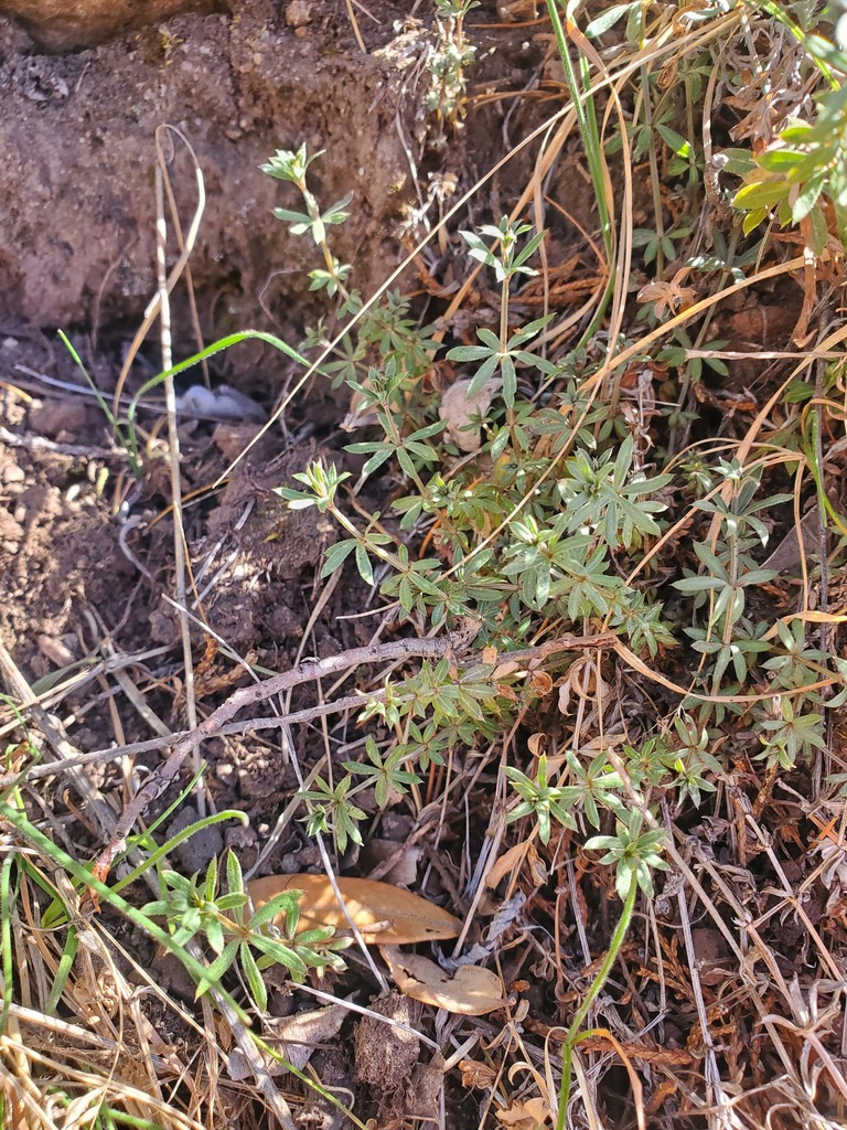 Mexican bedstraw from Jeff Davis County, TX, USA on April 26, 2024 at ...