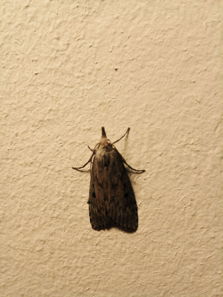 Bee Moth from Broadgreen, Liverpool L14, UK on May 18, 2024 at 12:26 AM ...